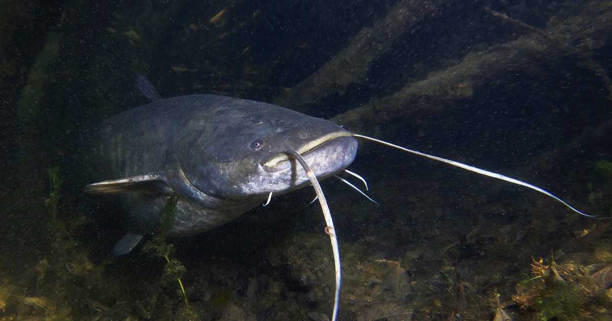 Jezioro Koskowickie wysycha. Ponad dwie tony śniętych ryb - Wiadomości