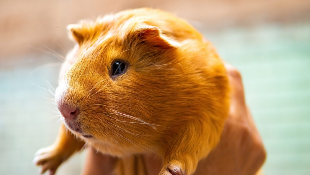 Co robi świnka morska w skrzynce na listy? - Podróże