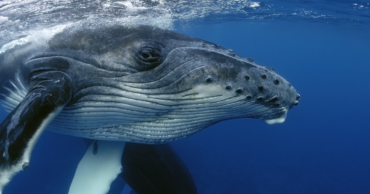 Lew morski w paszczy wieloryba. Niezwykłe zdjęcie - Wiadomości