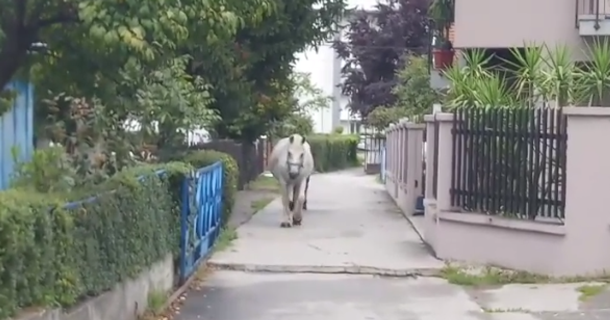 Konji lutaju banjalučkim naseljem: "Pasli su travu i izgubljeno hodali ...