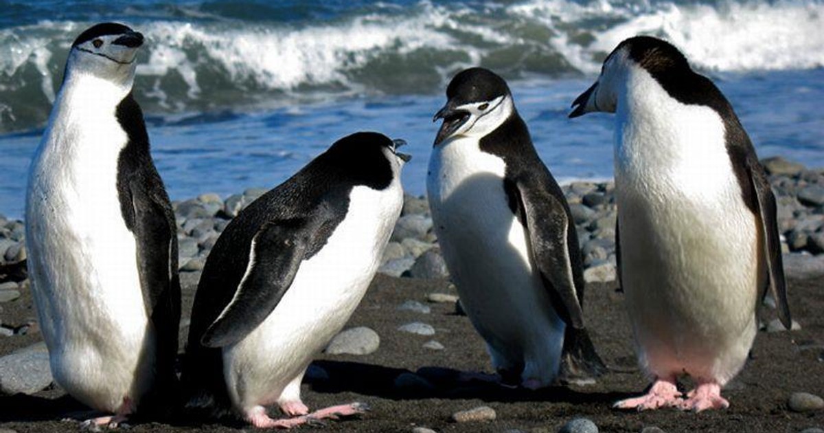 Pingwiny przy Arctowskim | Newsweek