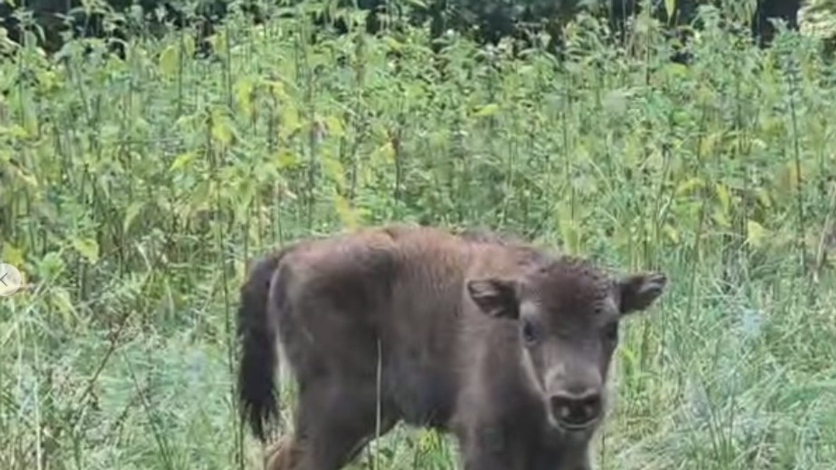 Rođena beba evropskog bizona na Fruškoj gori: Novi život posle smrti ...