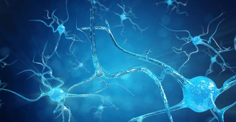 Neurony lustrzane - jaką pełnią funkcję w organizmie?