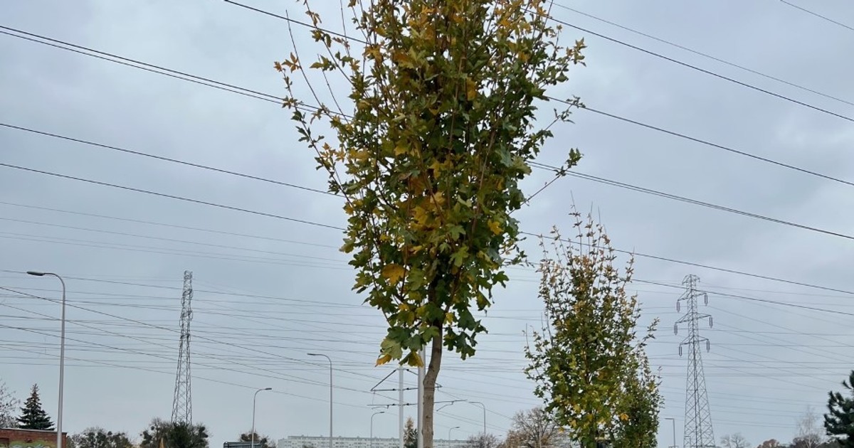 Ponad 230 drzew pojawi się wzdłuż linii tramwajowej na Popowice | Strefa miast