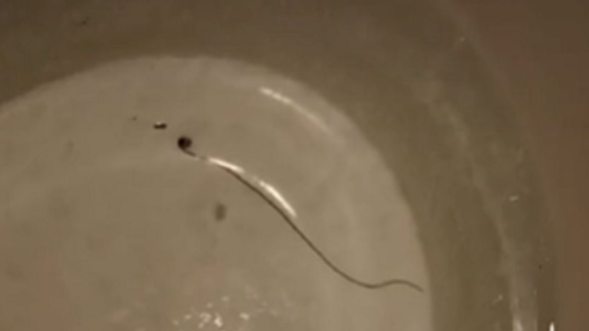 Panika u Bujanovcu! Sipali vodu sa česme, pa ugledali misteriozno ...