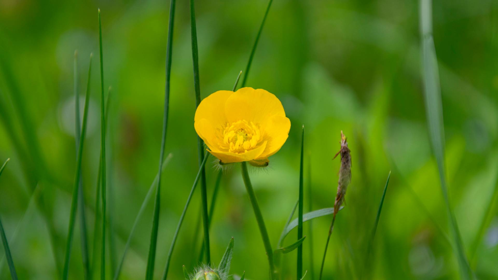 Jaskier polny. O tej roślinie pisano pieśni. Dziś jest zagrożony | Ofeminin