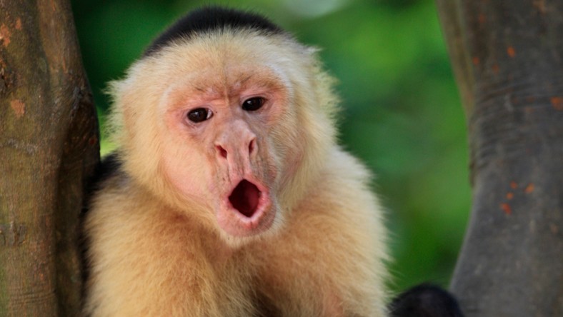 Zwierzęta, które ratują życie - Wiadomości