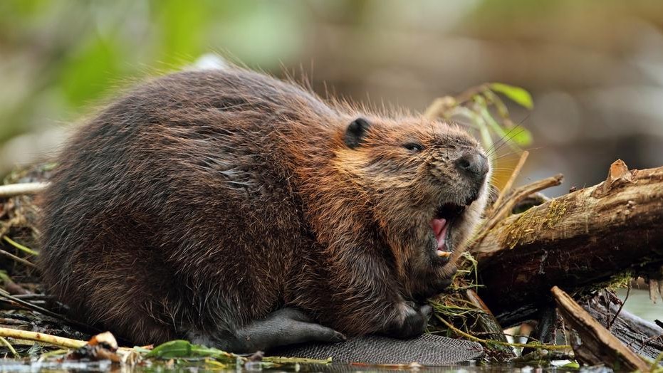 Hódot láttak Bátonyterenye egyik buszmegállójánál - Blikk