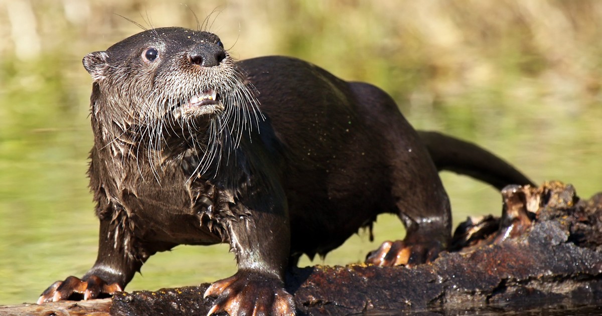An otter unleashed a 'rare' attack on 3 women who were tubing on a ...