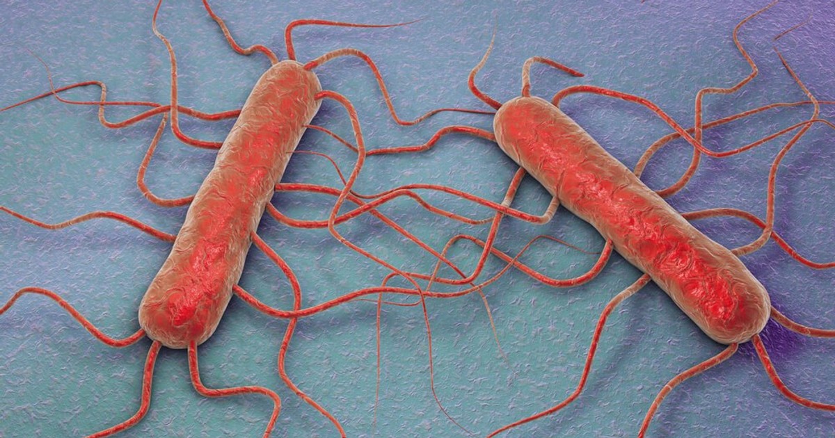 What Is Listeriosis And How Can We Protect Ourselves Against It