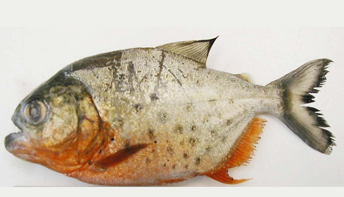 Pirana ulovljena u Hrvatskoj