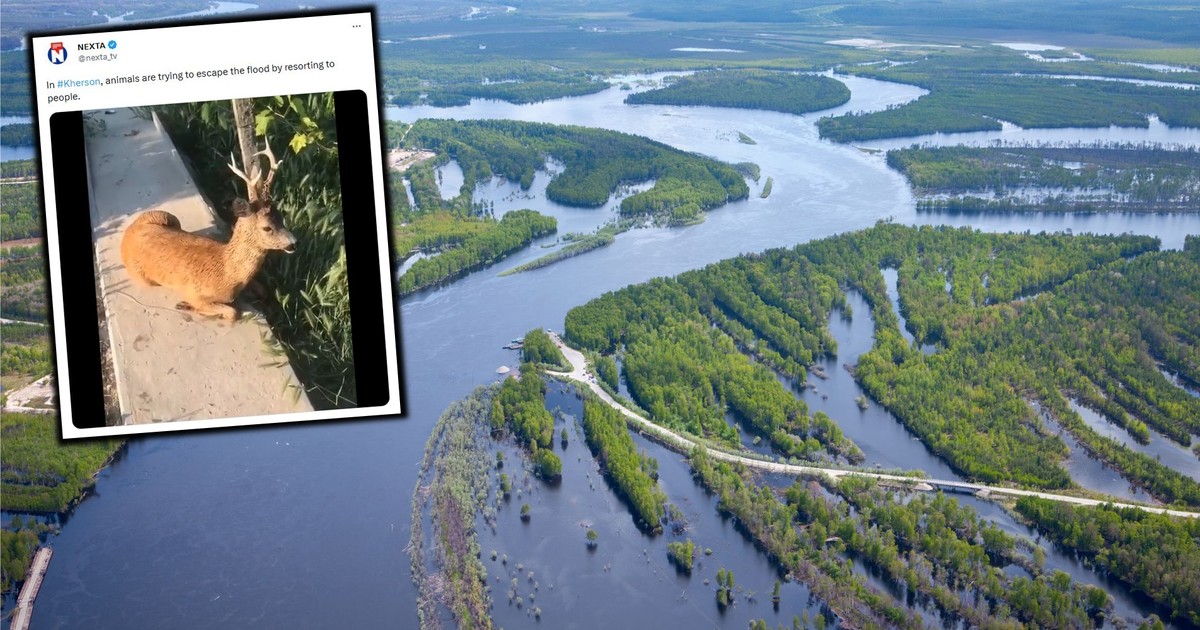 Tama na Dnieprze. Przejmujące nagrania zwierząt dotkniętych powodzią ...