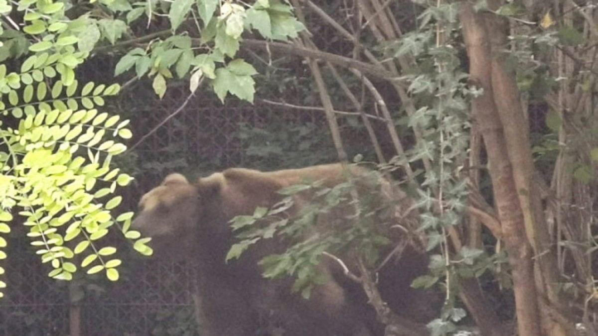 Četiri medveda upala na Radovo imanje u selu kod Pljevalja, zaklali mu ...