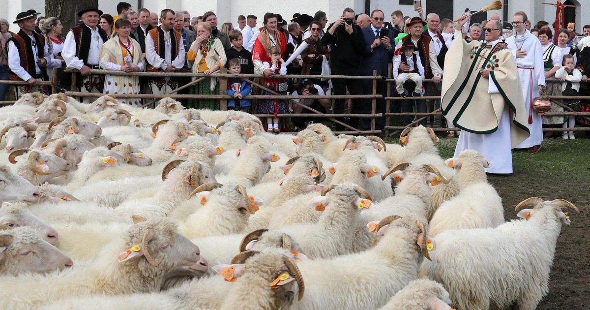 Małopolskie. Sezon pasterski uroczyście zainaugurowany; owce poświęcone