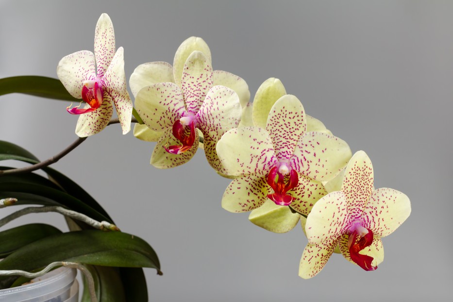 Ennyire egyszerű lenne az orchidea szaporítása? Ezzel a módszerrel én 1 ...
