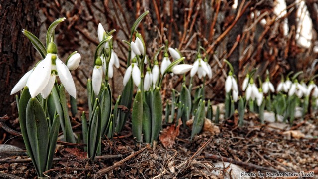 Srbija cveta: Neverovatne slike proleća koje su nam poslali čitaoci od ...