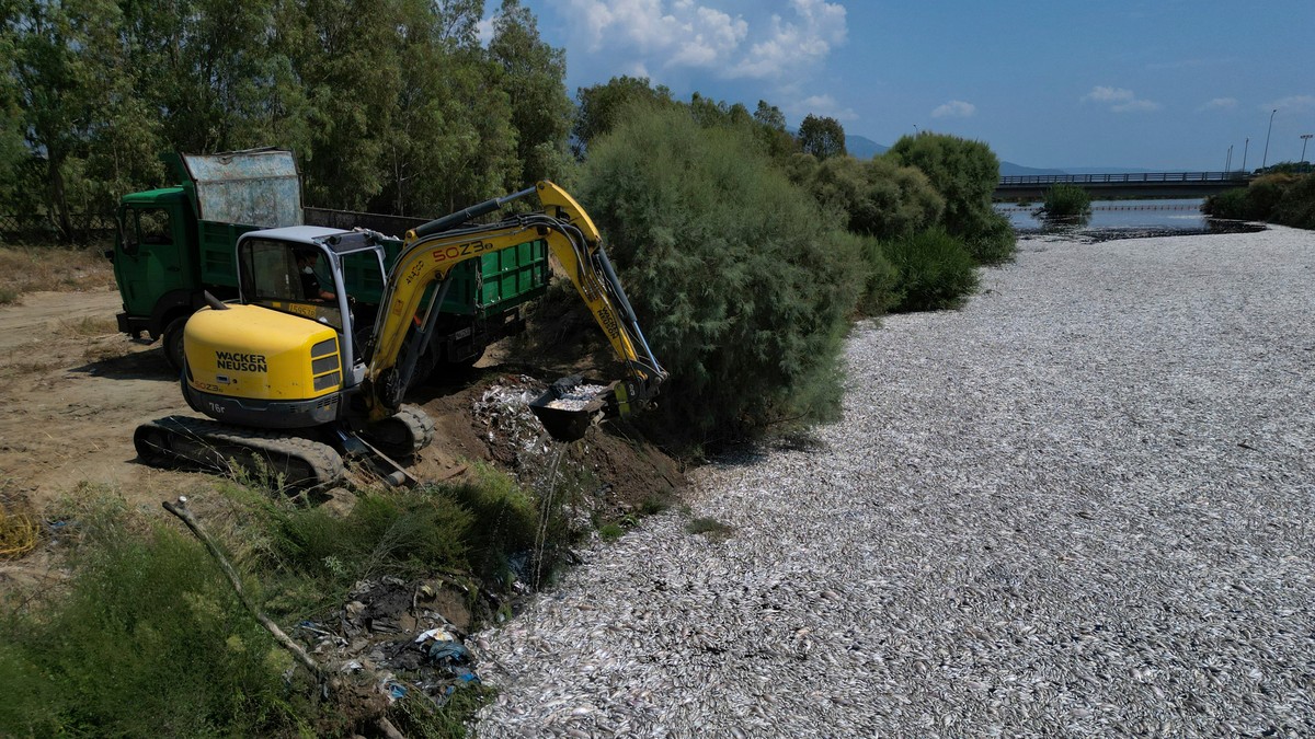 Vanredno stanje u Volosu zbog masovno uginulih riba, Grci očajni (foto ...