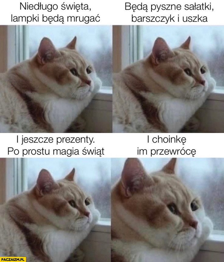 Kot i choinka to zawsze katastrofa? Najlepsze świąteczne memy - Dom