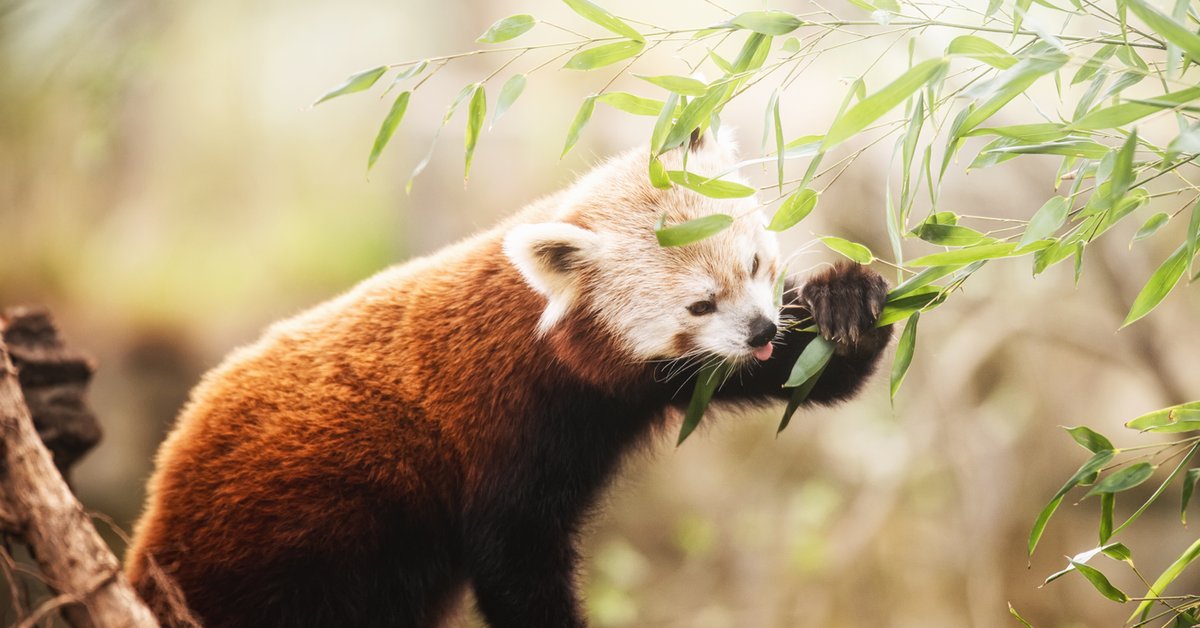 Poznajcie Lian! Panda ruda zamieszkała w zoo i czeka na partnera ...
