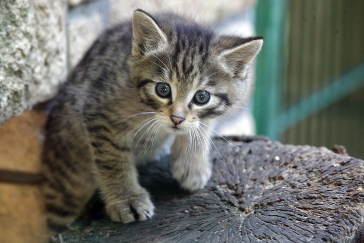 W zoo w Oliwie urodził się mały żbik