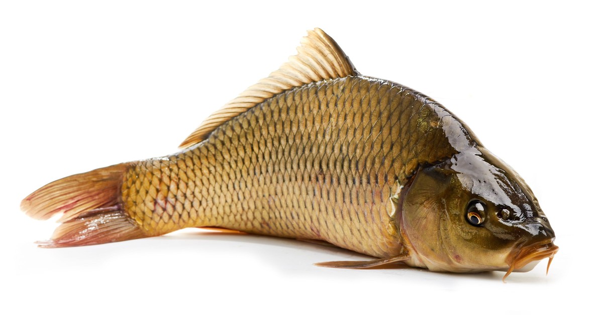 Karp w trzech odsłonach. Jak wybrać najlepszą rybę? - Dziennik.pl