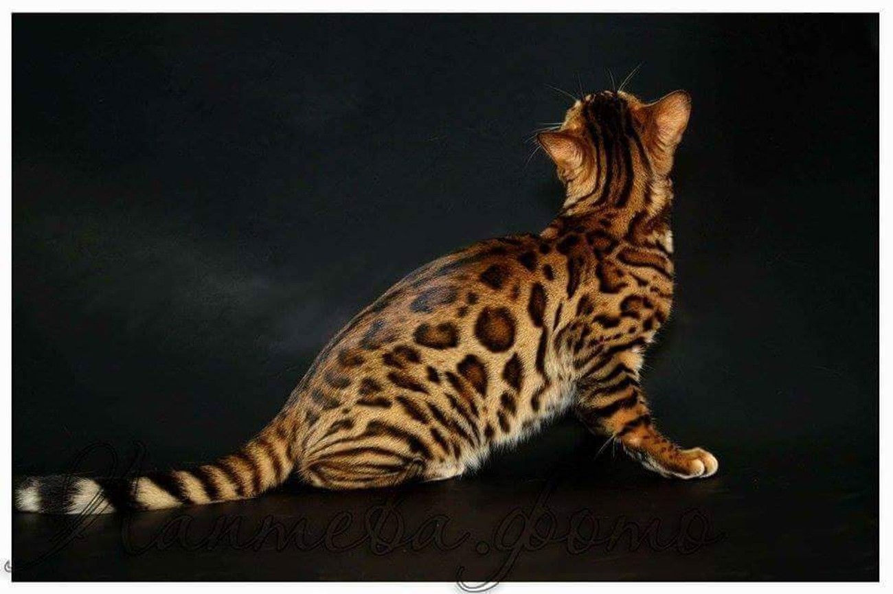 CICA MACA OD 50.000 EVRA Bengalska mačka ili "Rols-Rojs" u svetu ...