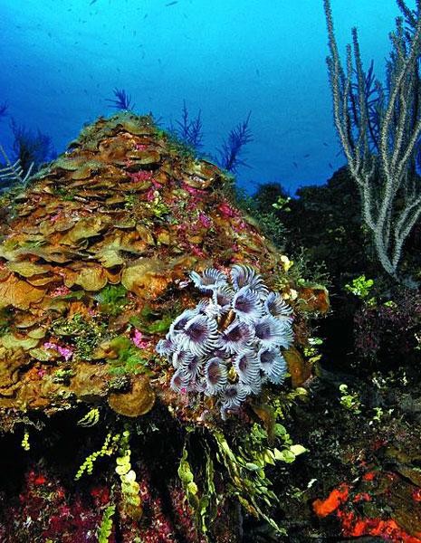 Kajmany - podwodny świat - Podróże