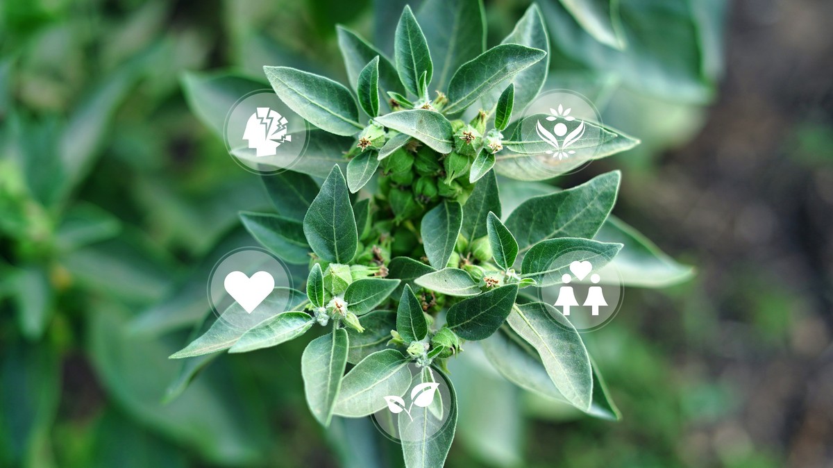 Mire jó az ashwagandha? Tényleg segítenek a jobb alvásban az ...