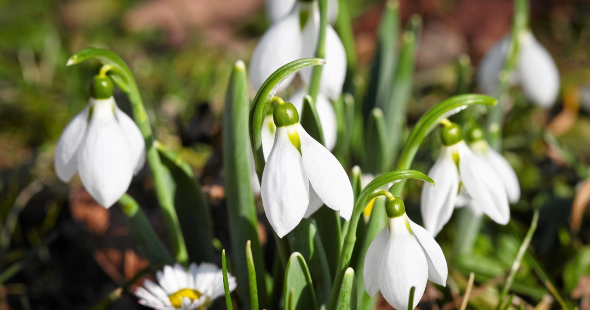 Równonoc wiosenna. Dziś pierwszy dzień astronomicznej wiosny! - Wiadomości