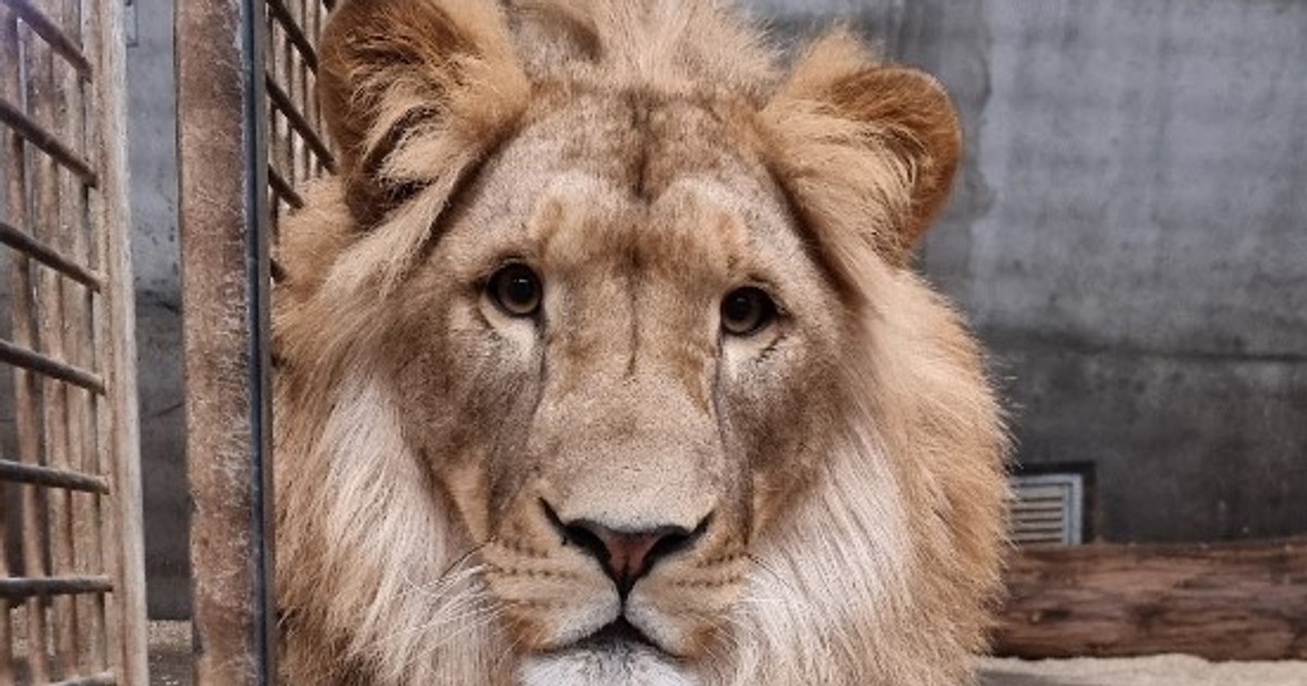 Ten król lew zamieszka w naszym zoo! | Strefa miast