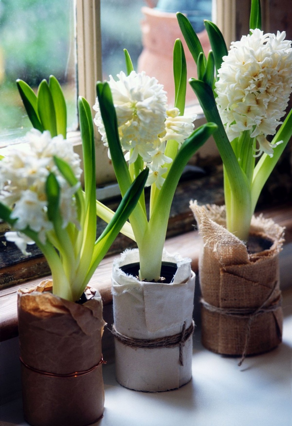 Nega i uzgoj zumbula - Žena.rs