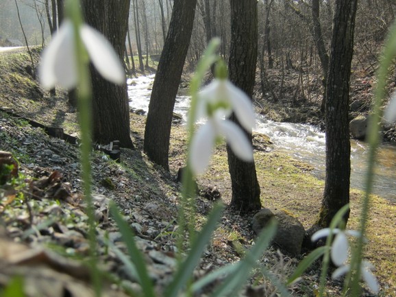 Srbija cveta: Neverovatne slike proleća koje su nam poslali čitaoci od ...