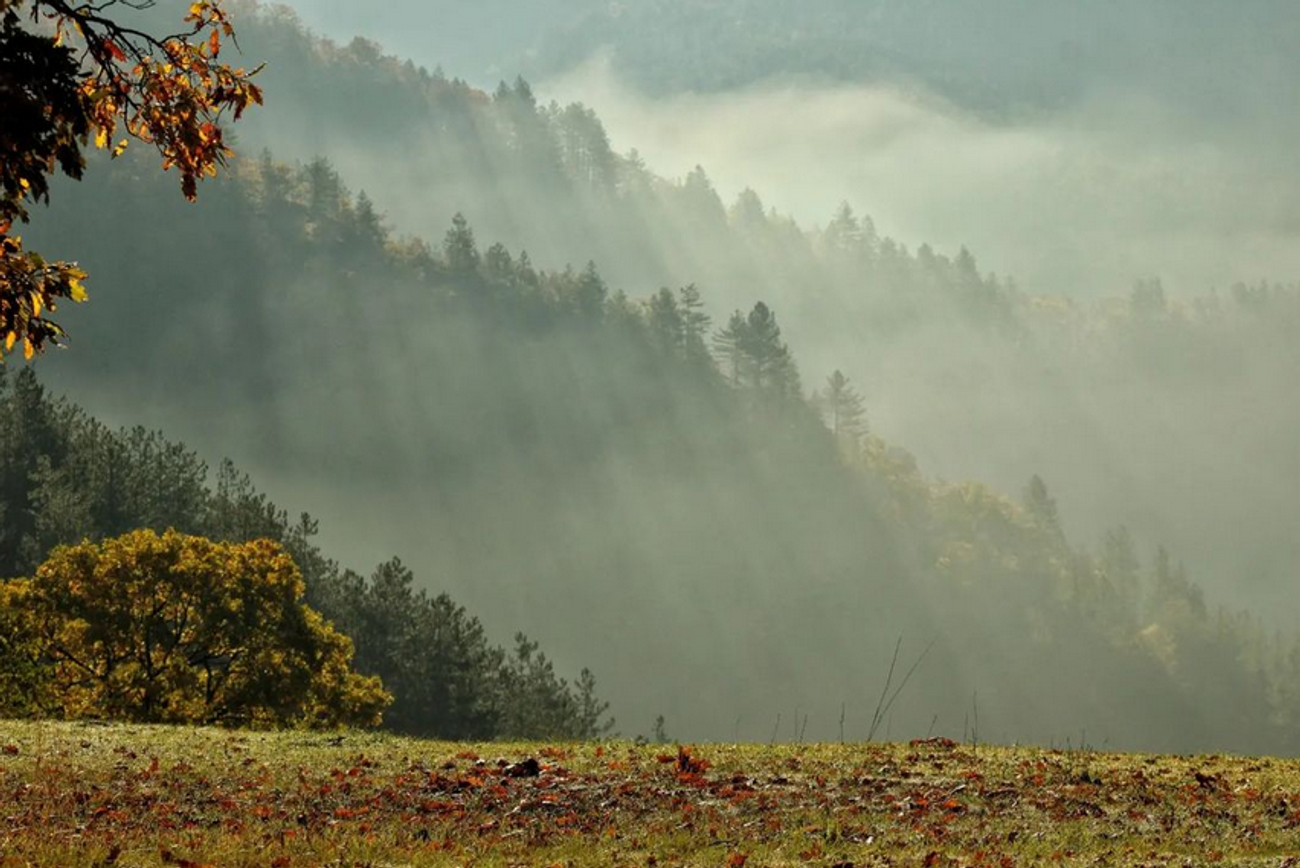 "ROSOM UMIVENO ZLATIBORSKO BUĐENJE" Vučić objavio pobedničku ...