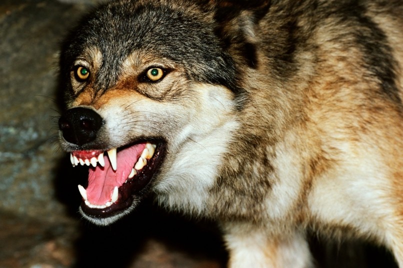 Divljaci: Neverovatne slike dece koju su odgajili vukovi - Noizz