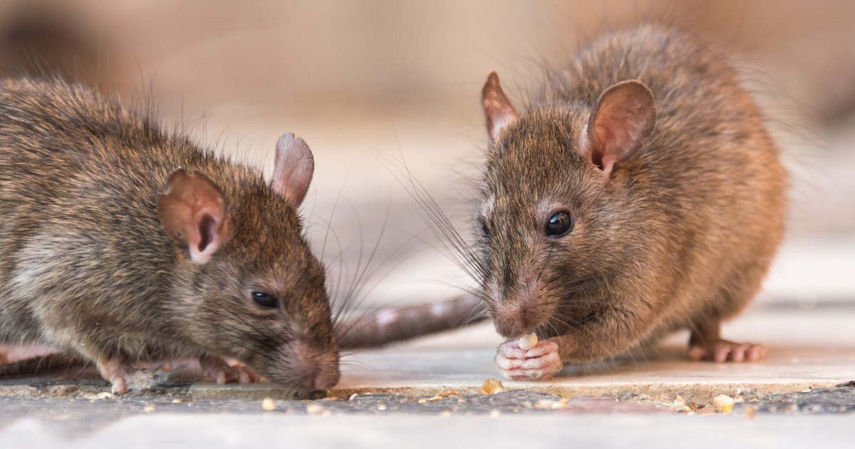 A rat exterminator who's helped successfully eliminate nearly 100% of ...