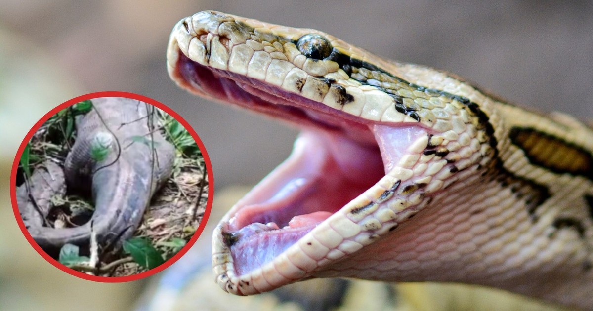 Makabryczne odkrycie. Ogromny pyton udusił i połknął kobietę w całości ...