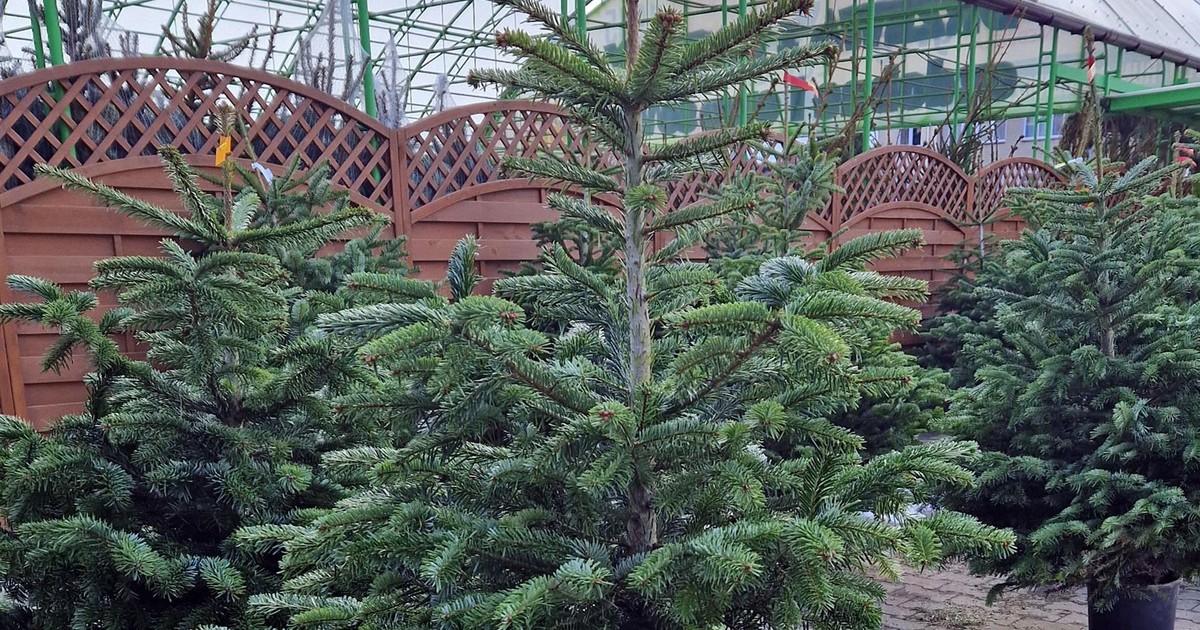 Uważaj na żywe choinki. To zagrożenie istnieje też zimą