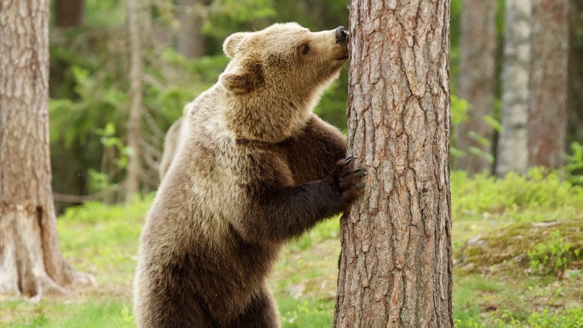 150 év után tért vissza Spanyolországba a barna medve - Blikk