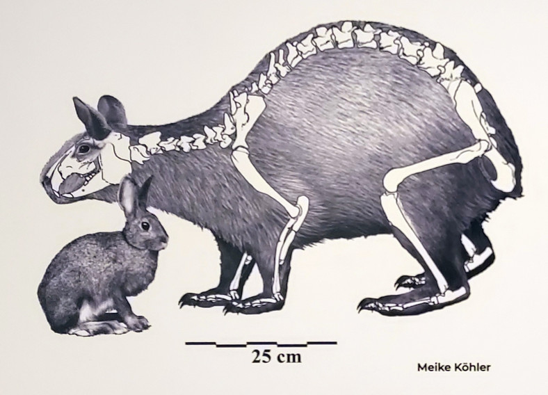 Minorka. Majonez, króliki giganty i najspokojniejsza wyspa Balearów ...