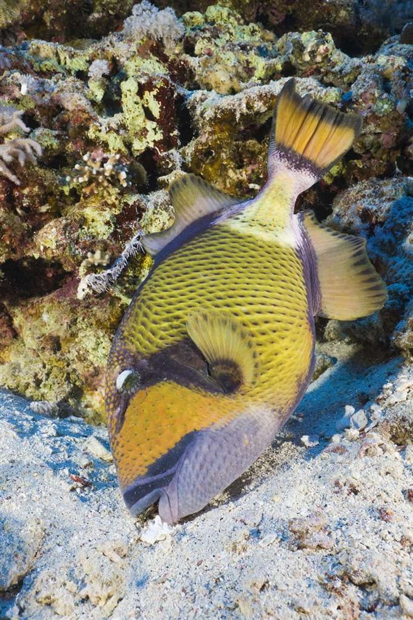 Szok! Ryba z ludzkimi zębami. FOTO