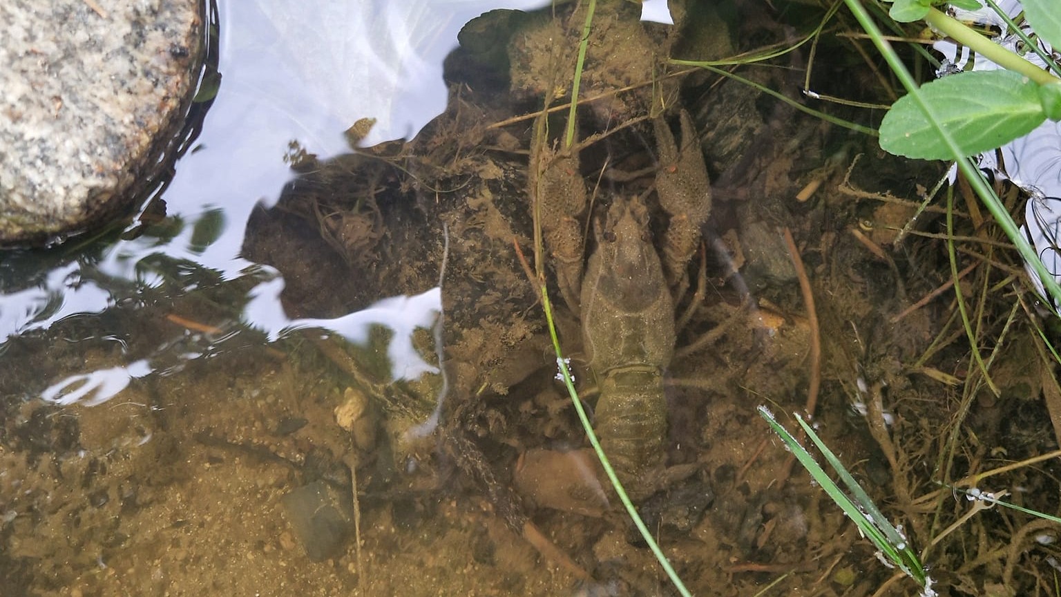 FOTO Rarita v Tatrách: Na jednom mieste sa objavilo veľké množstvo ...