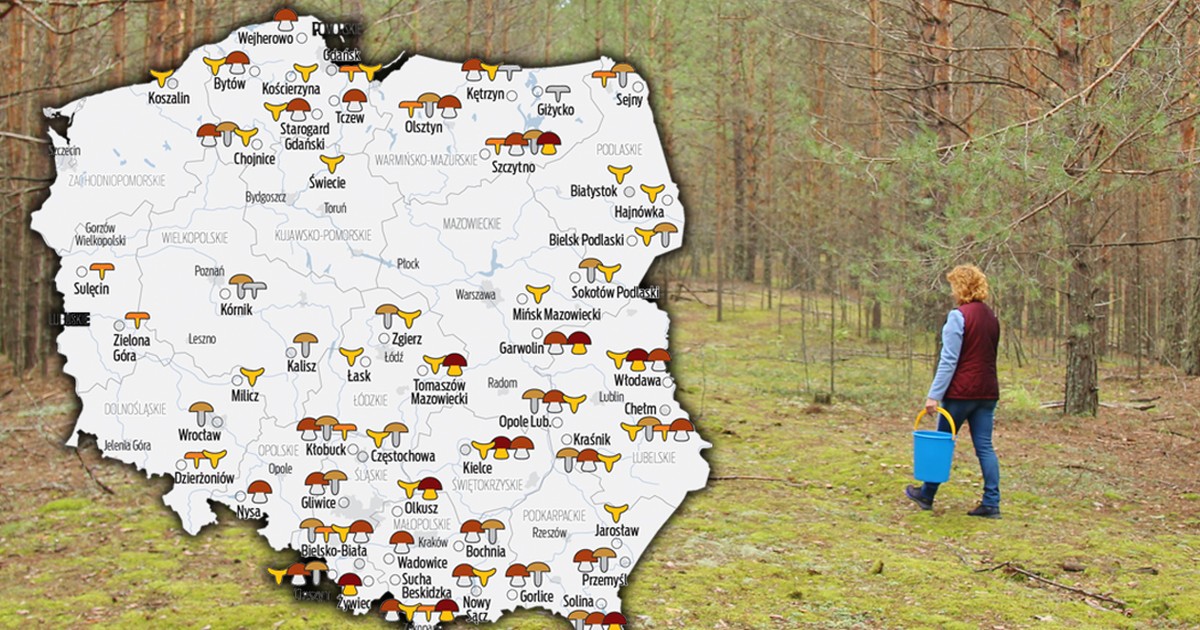 Grzybowa mapa Polski 2023. Lubuskie tonie teraz w kurkach