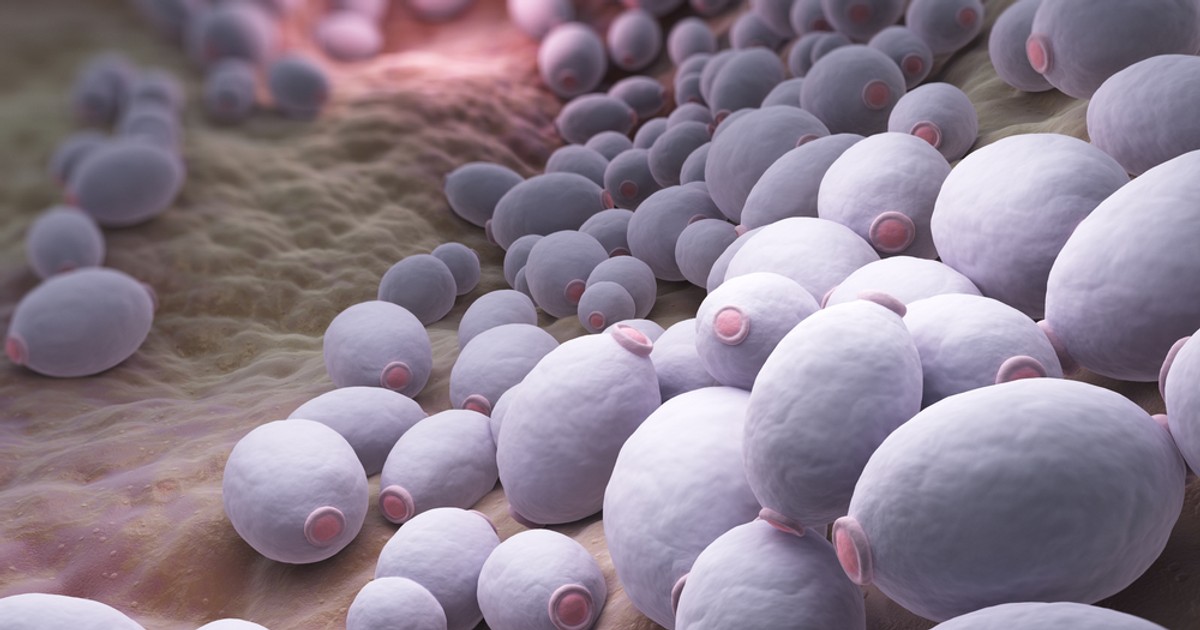 Candida - przyczyny kandydozy, objawy, leczenie