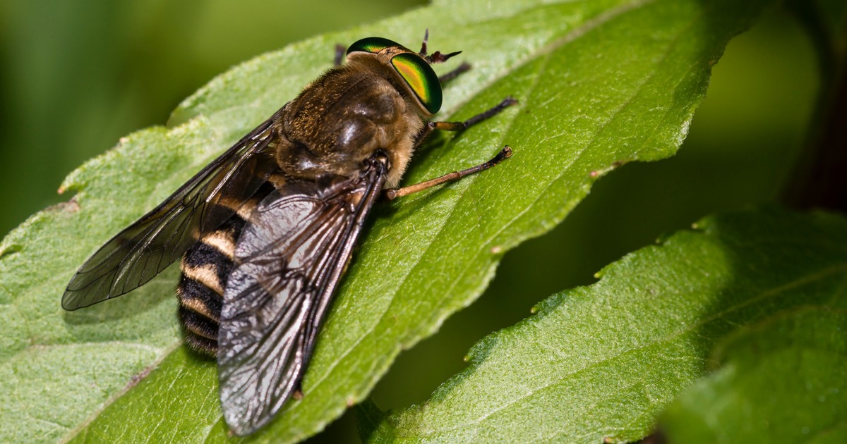 Dodaję pięć kropli do szklanki i stawiam na tarasie. Muchy końskie ...
