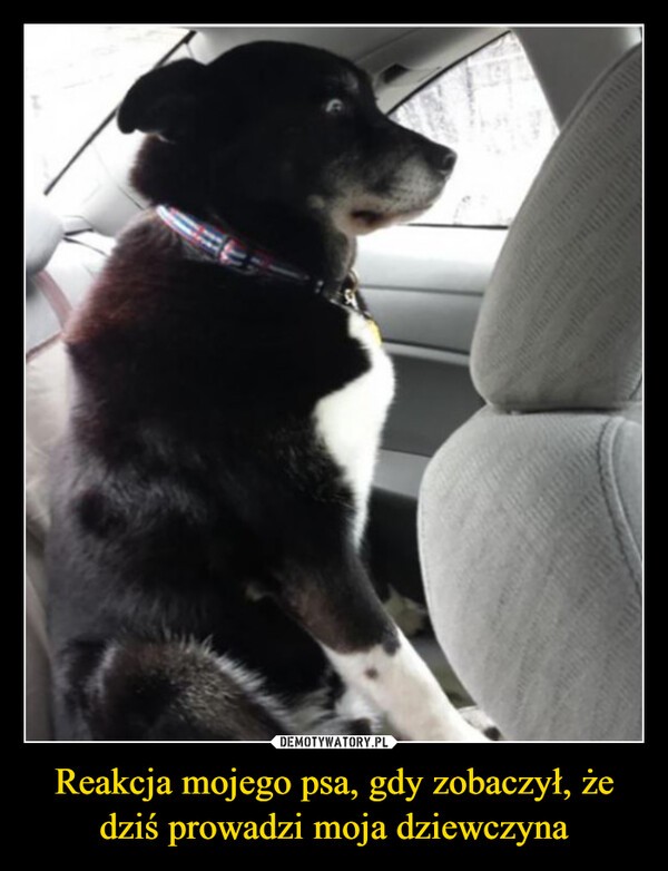 Memy na Dzień Psa. Wybraliśmy najlepsze! - Kobieta