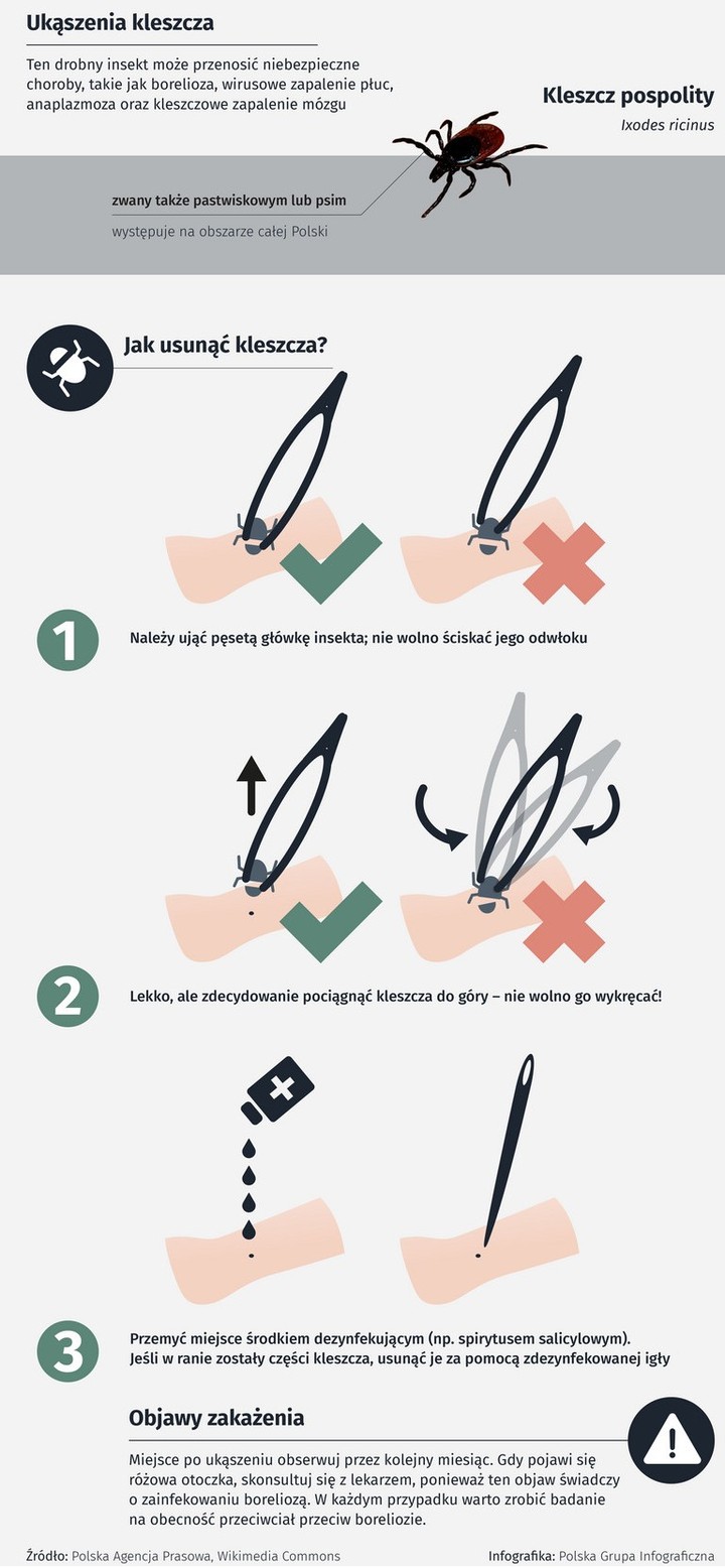 Nimfy kleszcza - przypominają pieprzyki. Mało, kto wie, jak groźne są nimfy kleszczy