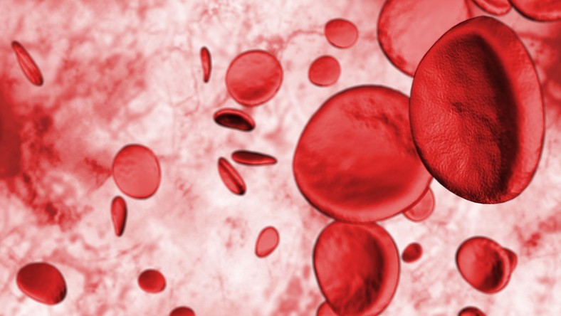 Wirus SARS-CoV-2 uszkadza czerwone krwinki i może hamować powstawanie ...