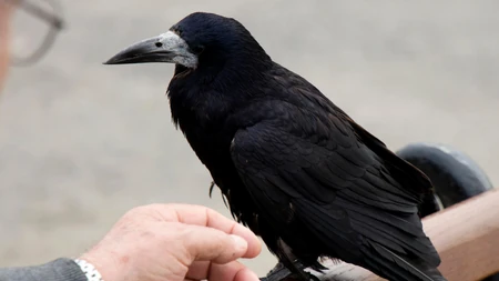Pažnja! Vrane opet napadaju: Ovo su razlozi zašto vrane napadaju ljude ...