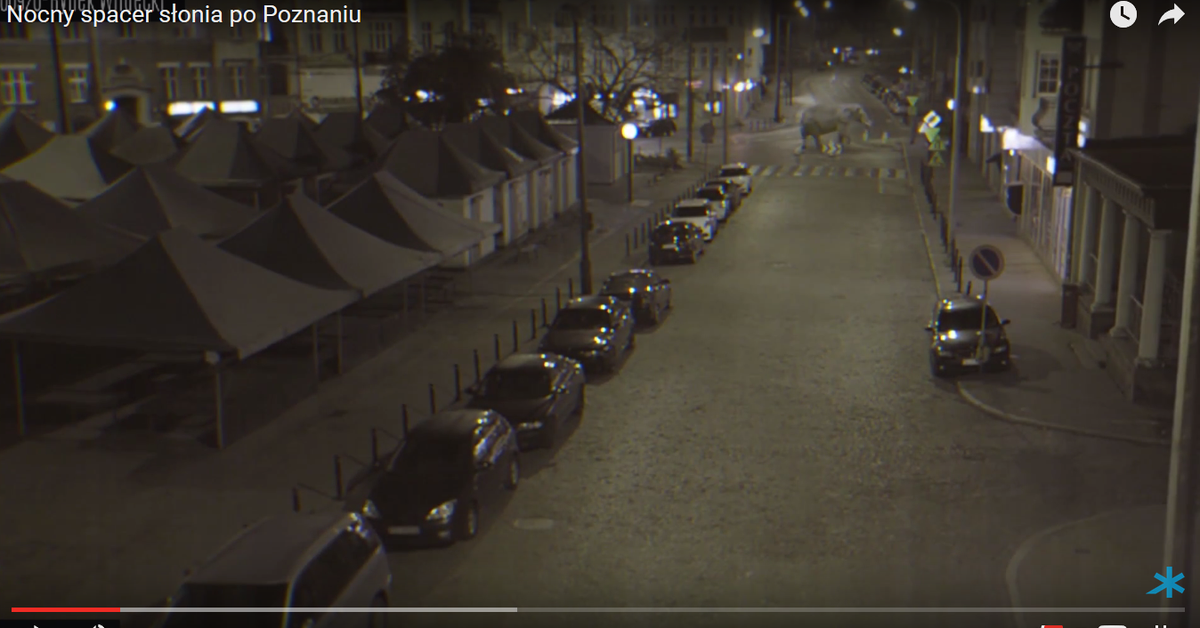 Poznań potrafi, czyli jak kupą słonia walczyć z problemem psich ...