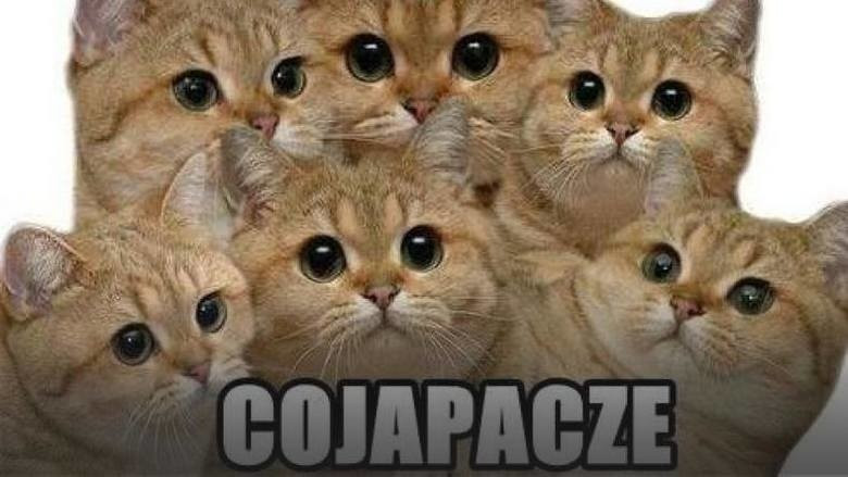 Zobacz najlepsze memy o kotach. Samo życie - Kobieta